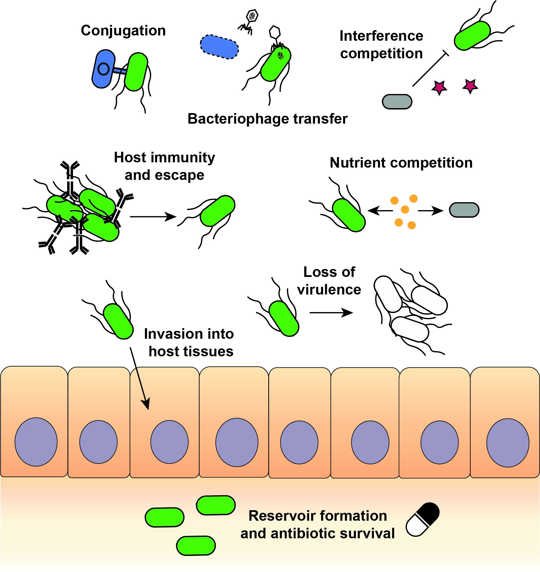 The Bakkeren Lab – Ecology and evolution of microbiomes