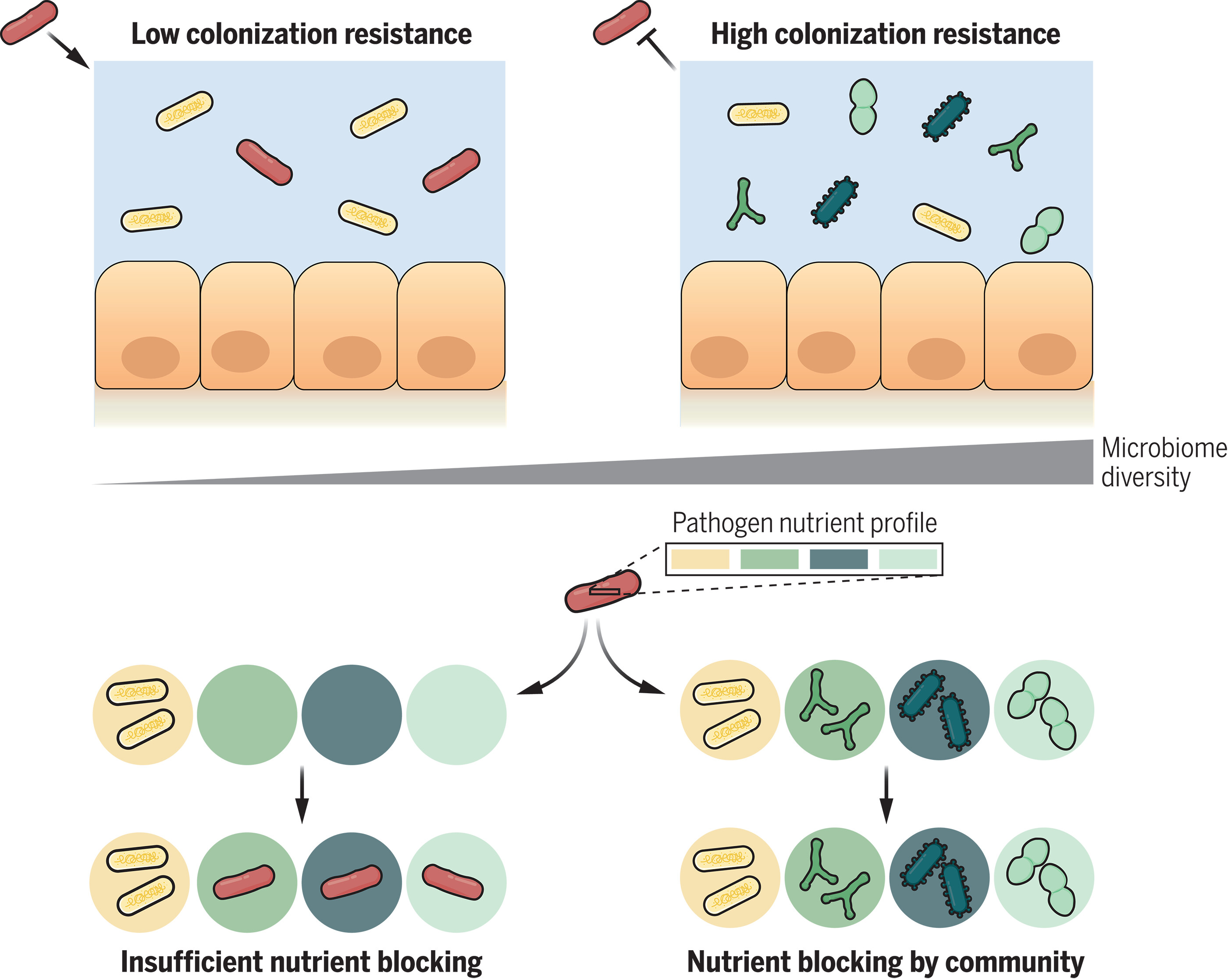 STRAIN INVASIONS – The Bakkeren Lab