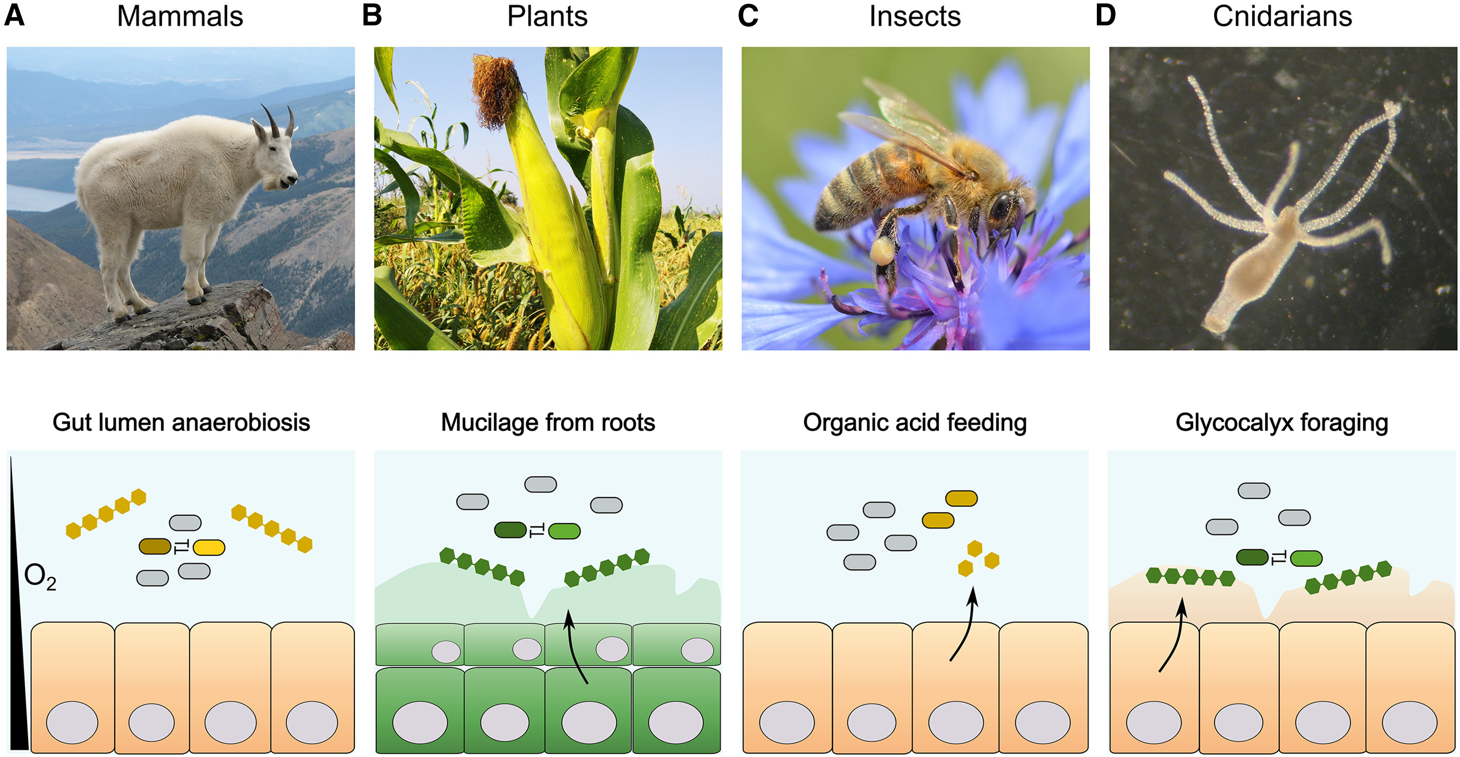 MICROBIOME EDITING – The Bakkeren Lab