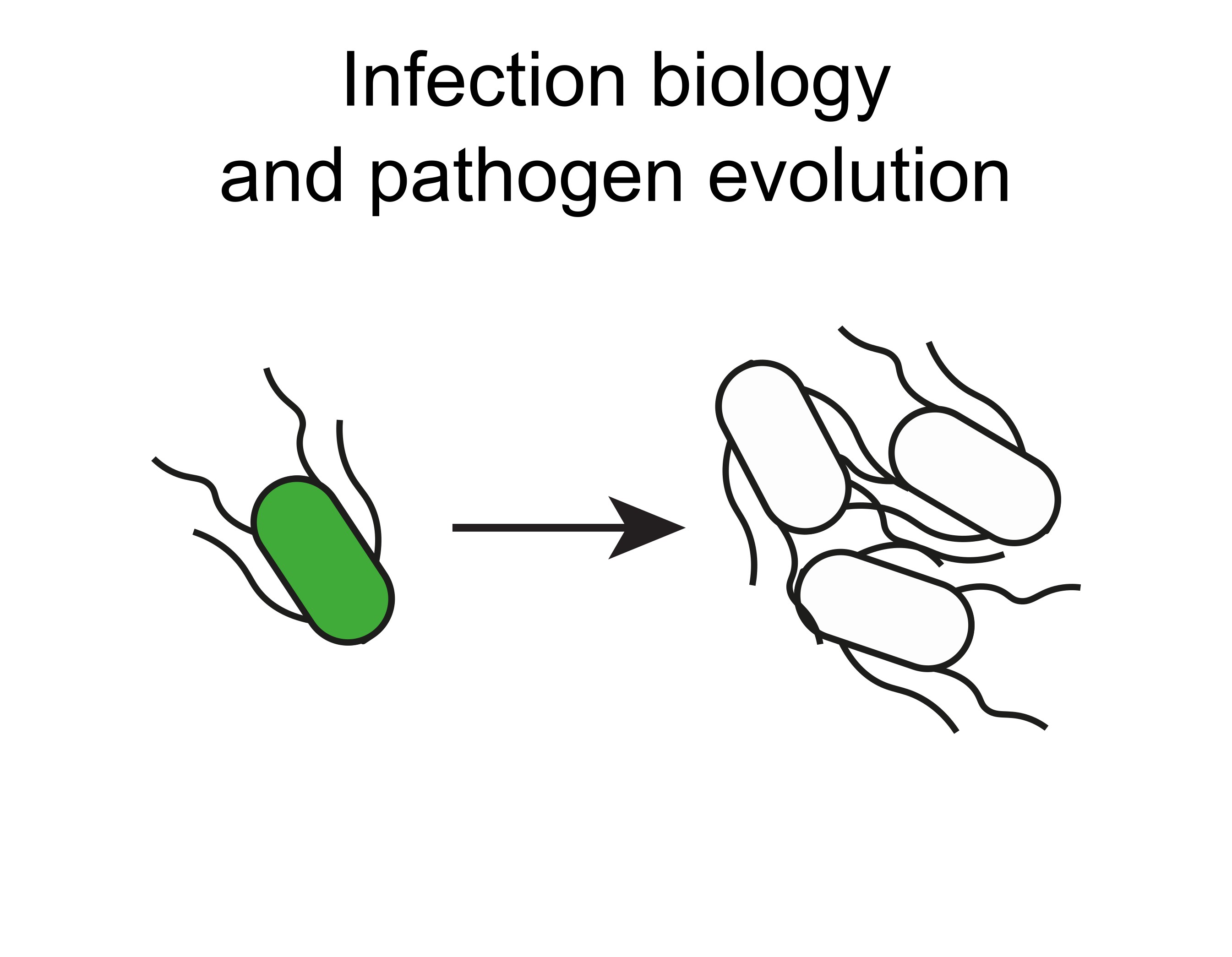 INFECTION BIOLOGY AND PATHOGEN EVOLUTION – The Bakkeren Lab